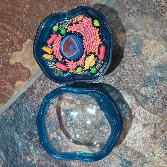 4d Master | Toys | Famemaster 4dscience Animal Cell Anatomy Model ...